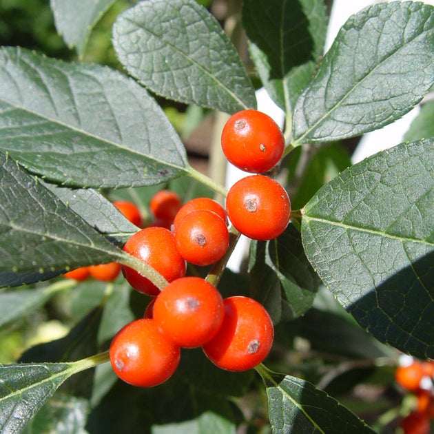 Buy Winterberry at your local garden center! – American Beauties Native ...