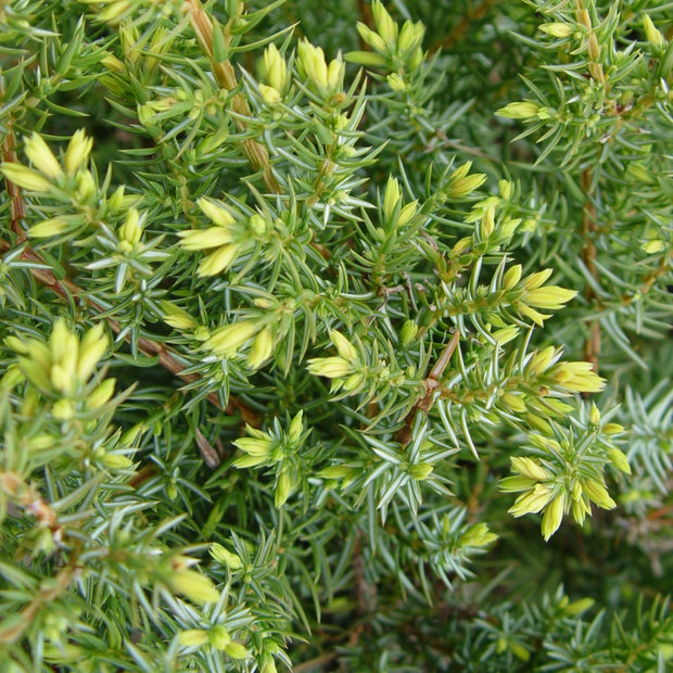 Juniperus communis Blueberry Delight® - Blueberry Delight® Juniper ...