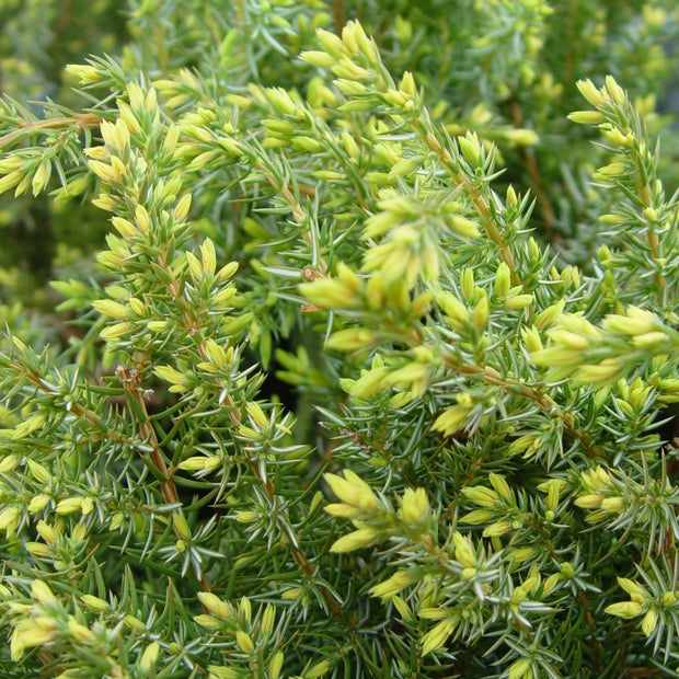Juniperus communis Blueberry Delight® - Blueberry Delight® Juniper ...