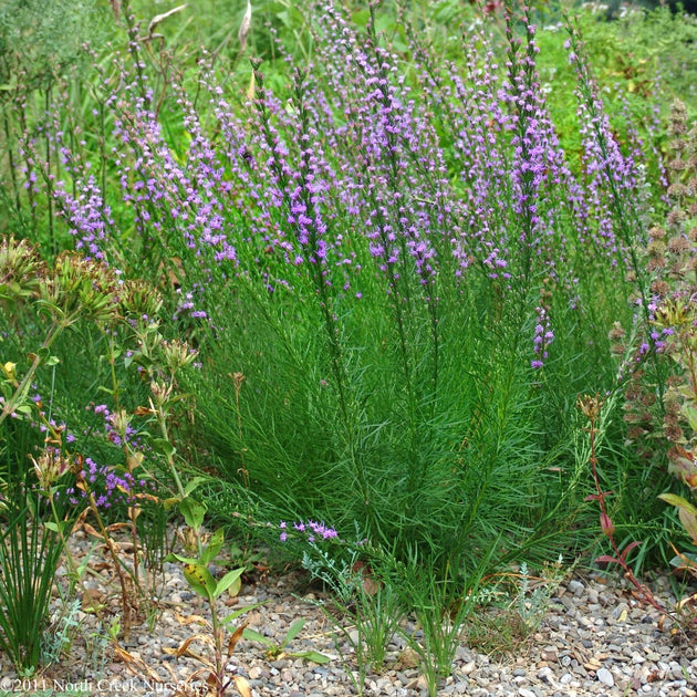 Buy Dwarf blazing star at your local garden center! – American Beauties ...