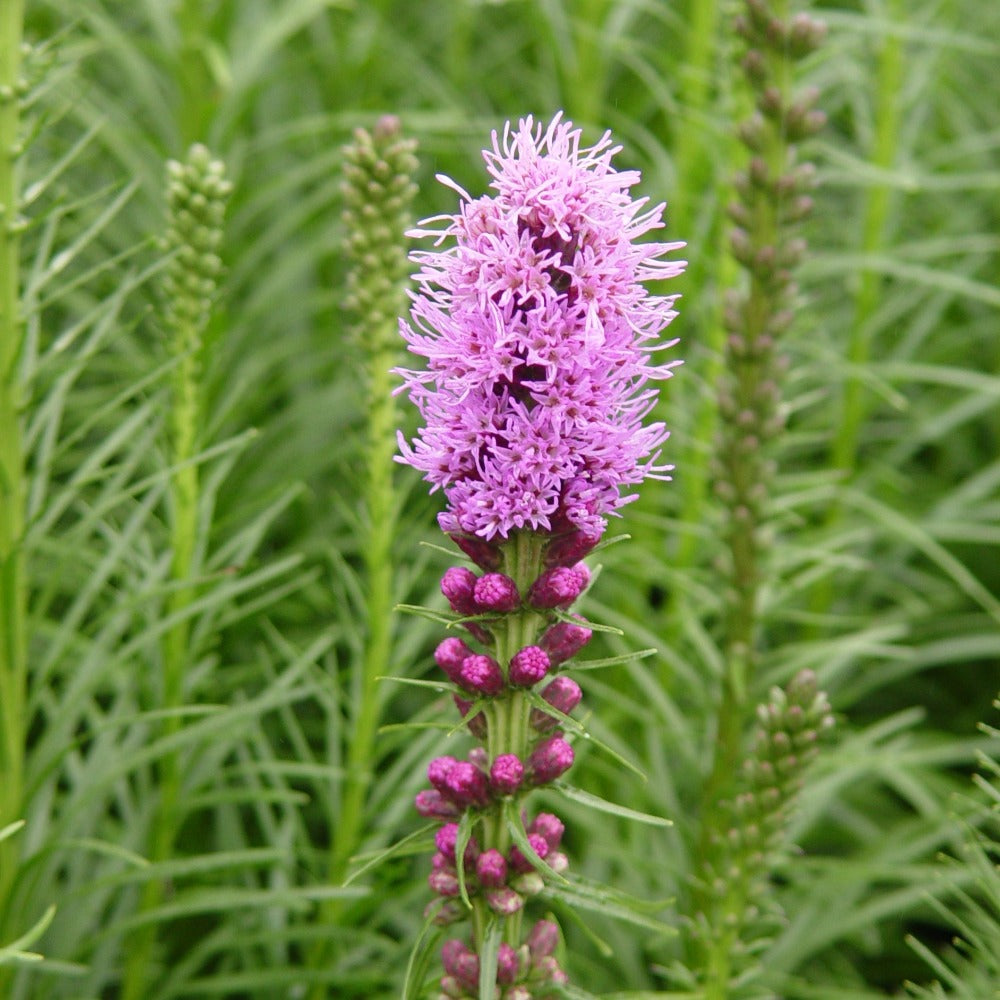 Liatris Spicata Leaves Liatris – Wisconsin Horticulture