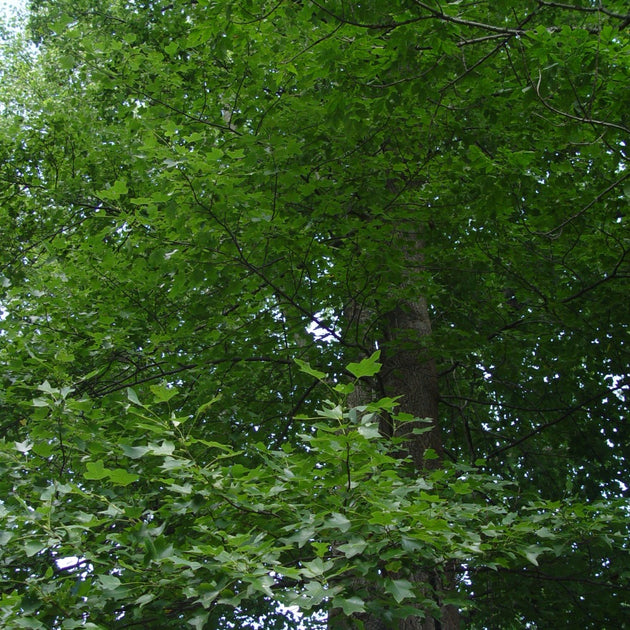 Buy Tulip Tree at your local garden center! – American Beauties Native ...
