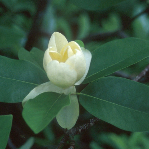Buy Sweetbay Magnolia at your local garden center! – American Beauties ...