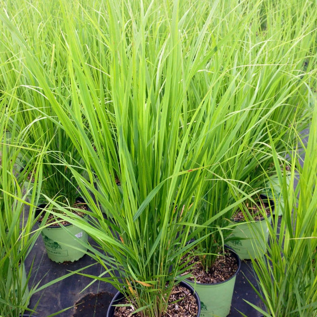 Buy Northwind Switchgrass at your local garden center! – American ...