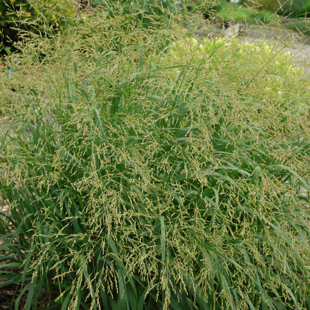 Buy Switchgrass at your local garden center! – American Beauties Native ...