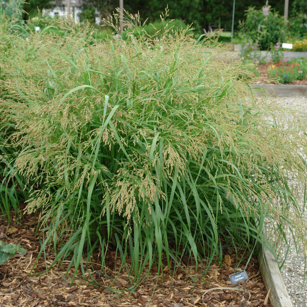 Buy Switchgrass at your local garden center! – American Beauties Native ...