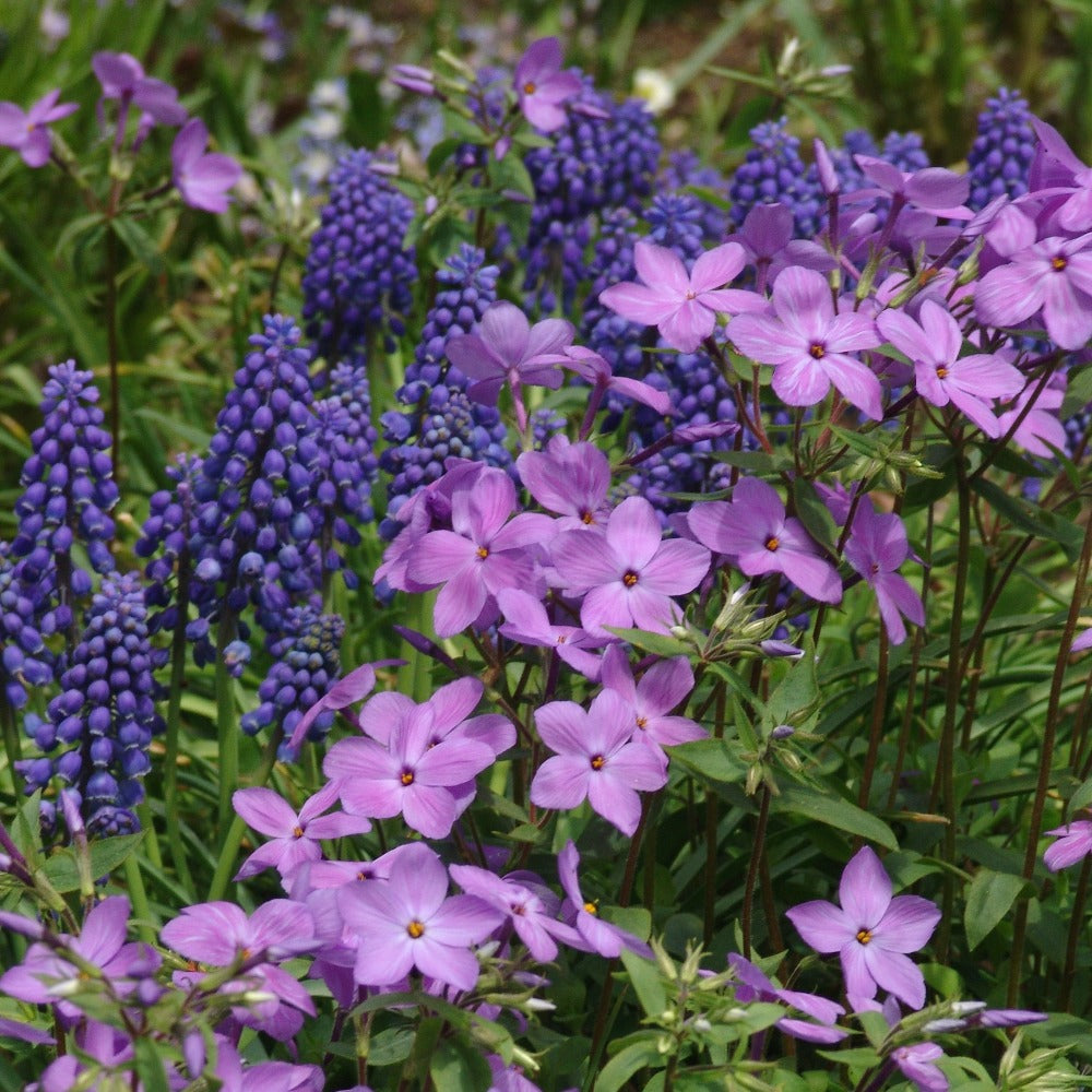 phlox stolonifera native range