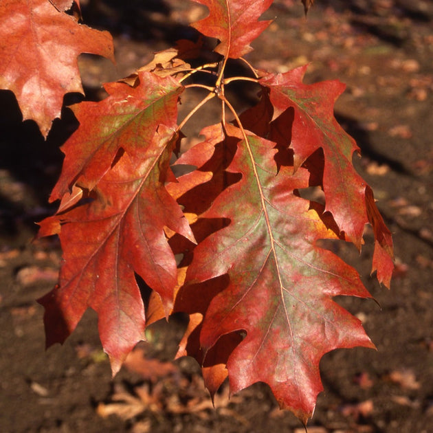 Quercus rubra - Northern Red Oak – American Beauties Native Plants