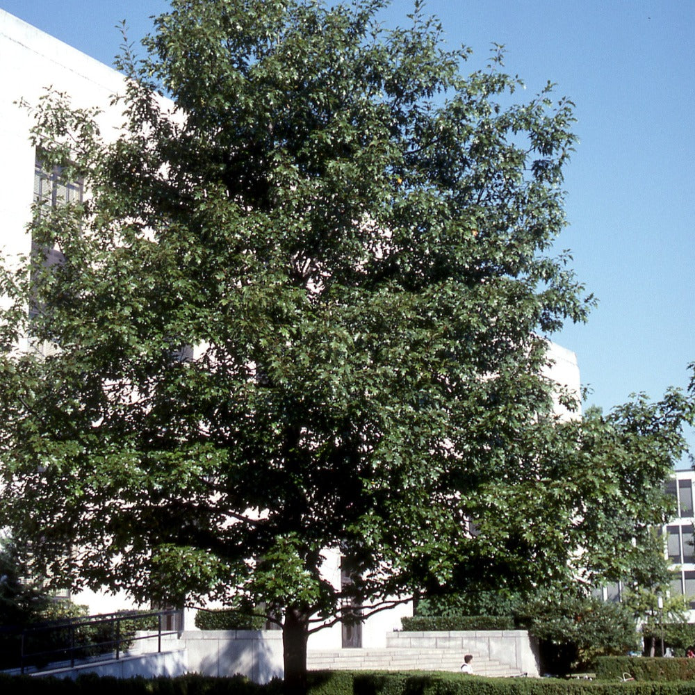 Quercus Rubra Landscape Architect39s Pages Quercus Rubra Red Oak,