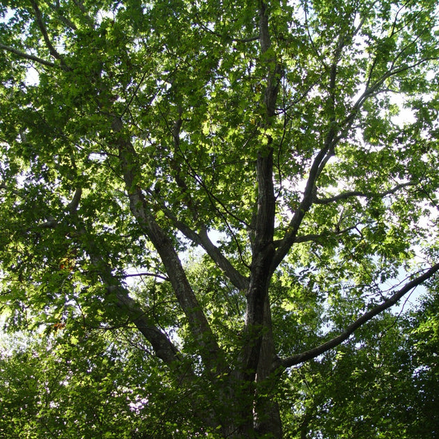 Quercus rubra - Northern Red Oak – American Beauties Native Plants