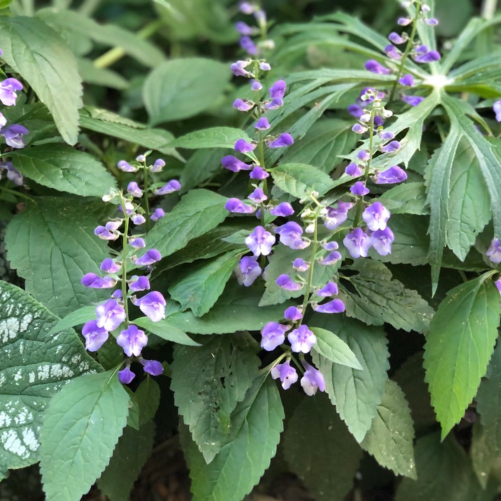 brachyopa scutellaris