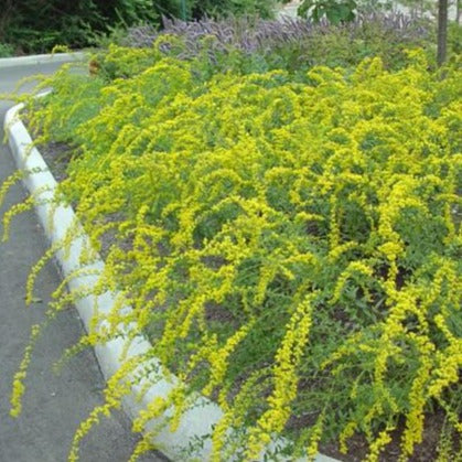 Buy Short's Goldenrod at your local garden center! – American Beauties ...