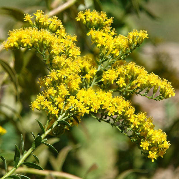 Buy Short's Goldenrod at your local garden center! – American Beauties ...