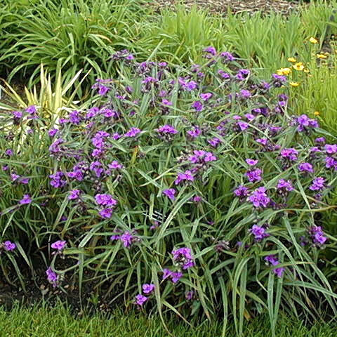 Buy Spiderwort at your local garden center! – American Beauties Native ...
