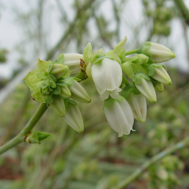 Buy Highbush Blueberry at your local garden center! – American Beauties ...