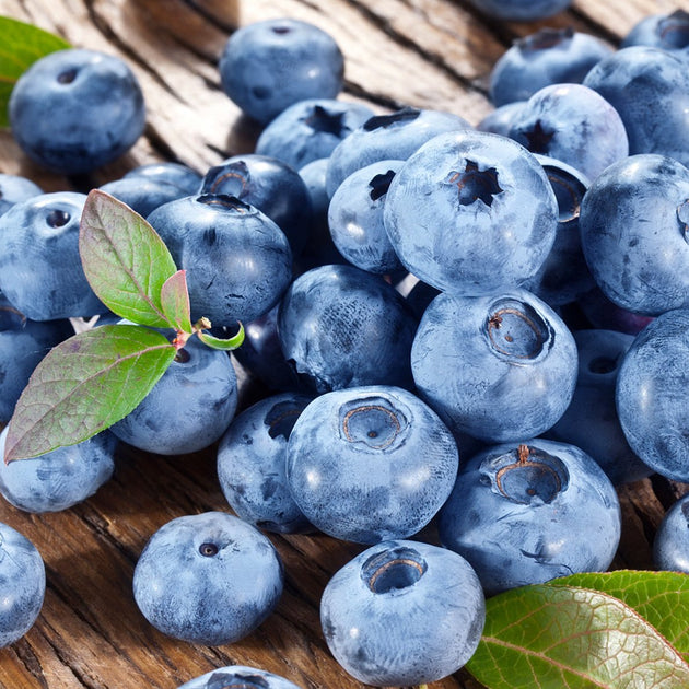 Buy Highbush Blueberry at your local garden center! – American Beauties ...