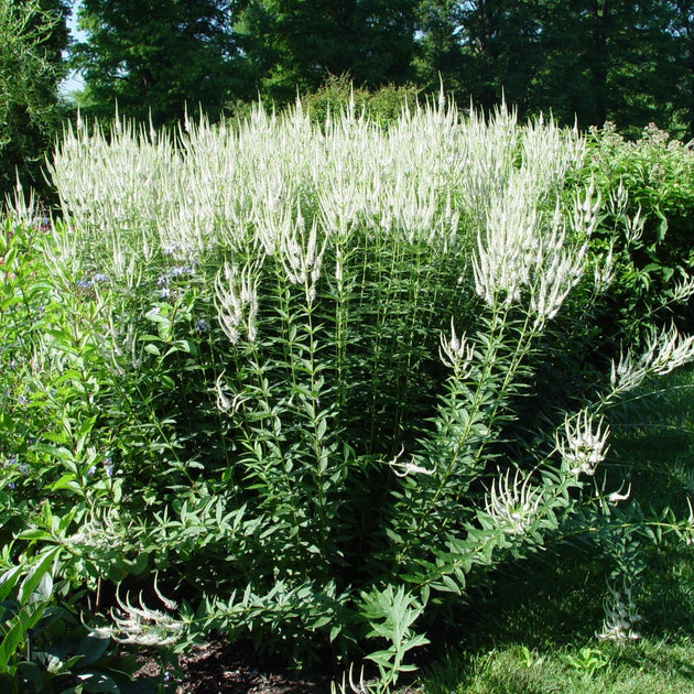 Buy Culver's Root at your local garden center! – American Beauties ...