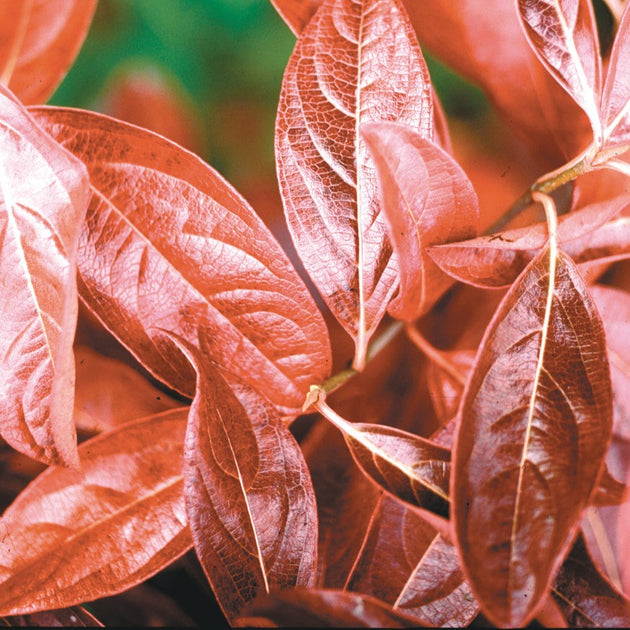 Viburnum nudum 'Winterthur' - Winterthur Witherod – American Beauties ...