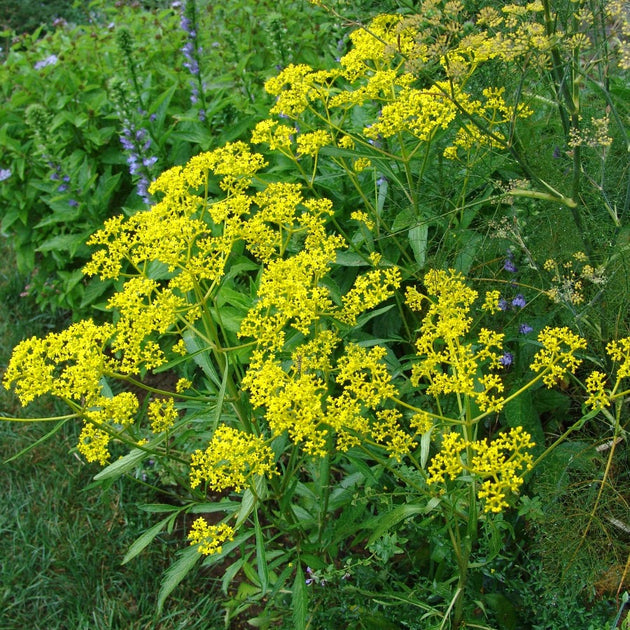 Buy Golden Alexanders at your local garden center! – American Beauties ...