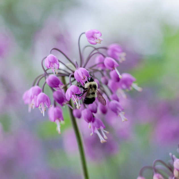 Allium cernuum - wild nodding onion – American Beauties Native Plants