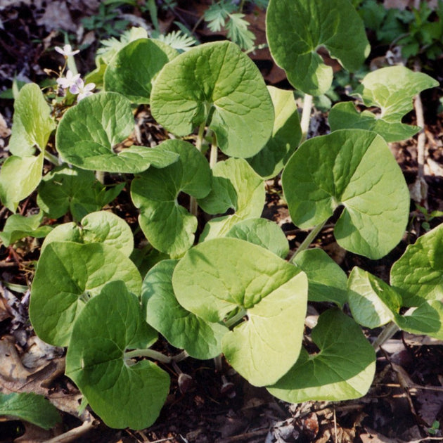Asarum canadense - wild ginger – American Beauties Native Plants