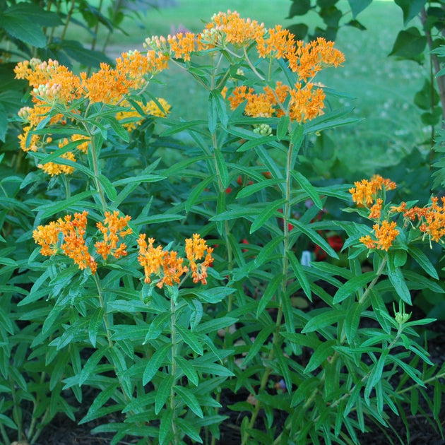 Buy Butterfly Weed at your local garden center! – American Beauties ...