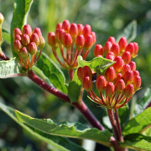 Buy Butterfly Weed at your local garden center! – American Beauties ...