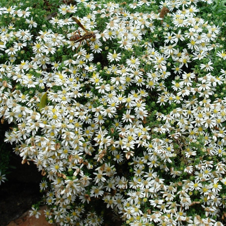 snow flurry aster