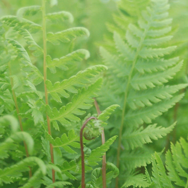Buy Lady Fern at your local garden center! – American Beauties Native ...