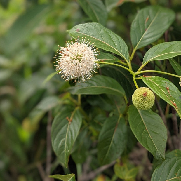 Buy Button Bush at your local garden center! – American Beauties Native ...