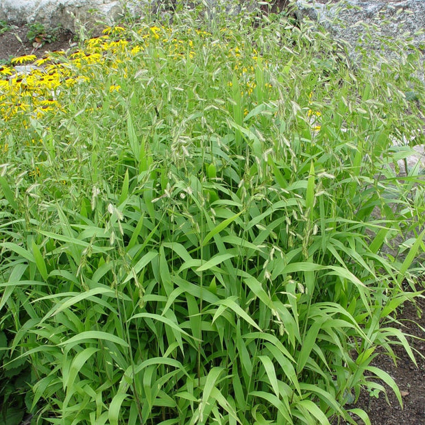 Buy Northern Sea Oats at your local garden center! – American Beauties ...