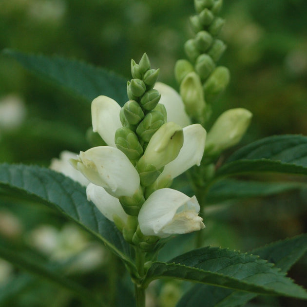 Chelone glabra - turtlehead – American Beauties Native Plants