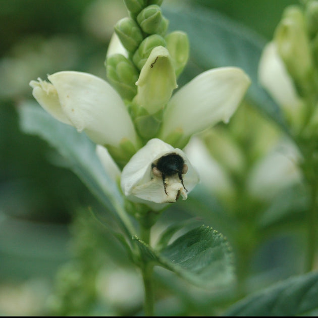 Chelone glabra - turtlehead – American Beauties Native Plants