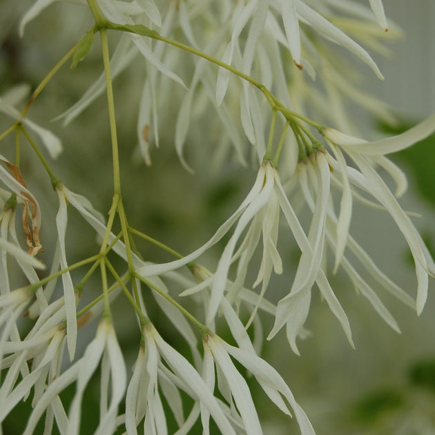Buy Grancy Graybeard at your local garden center! – American Beauties ...