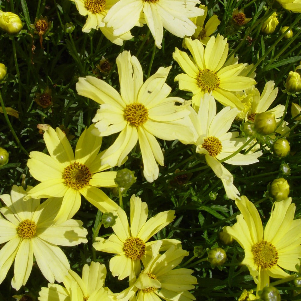 moonbeam coreopsis native range