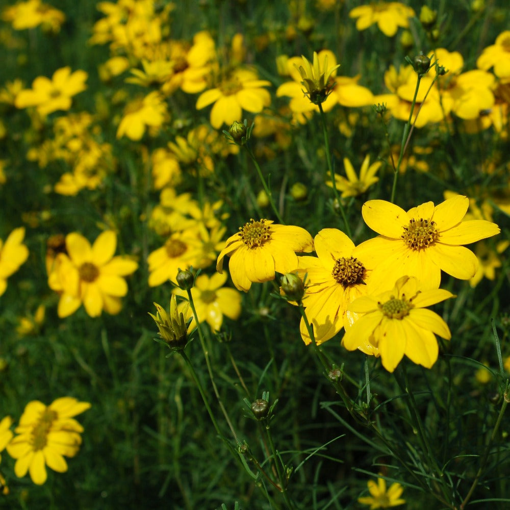 threadleaf coreopsis deer resistant