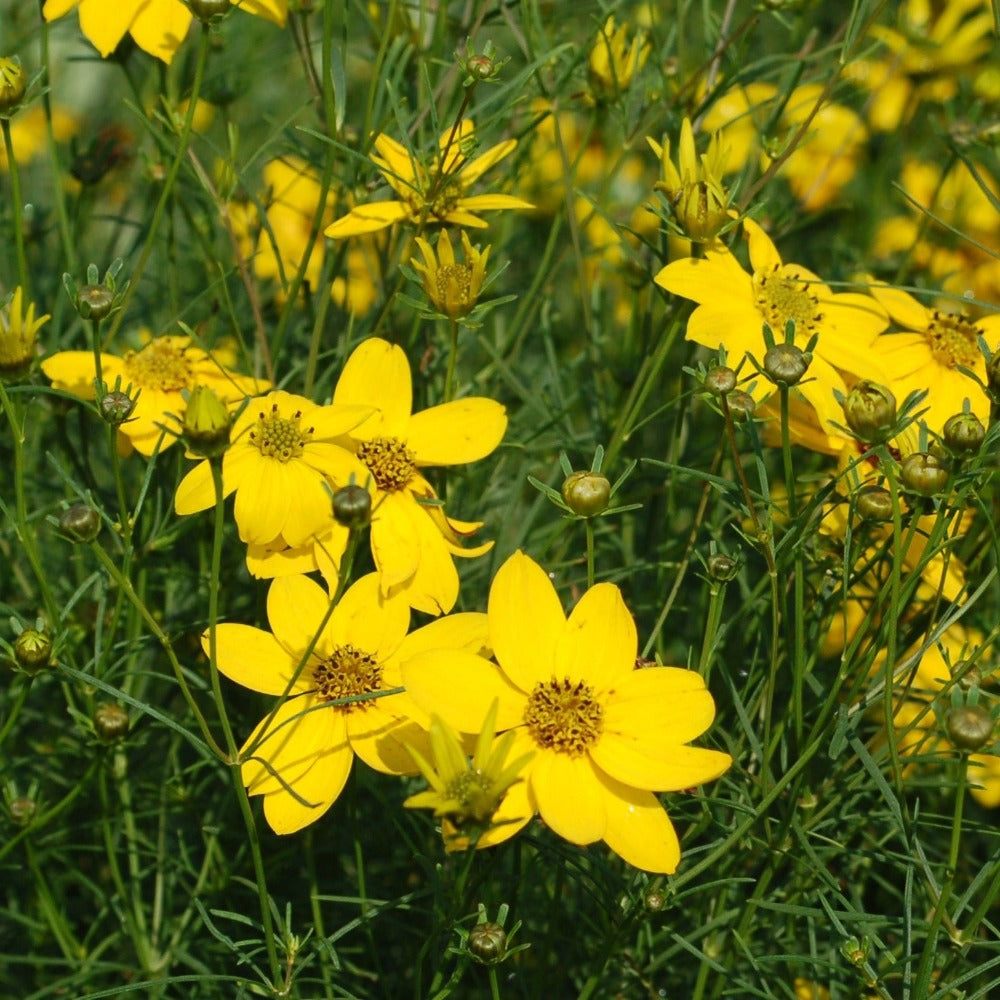 coreopsis verticillata native range