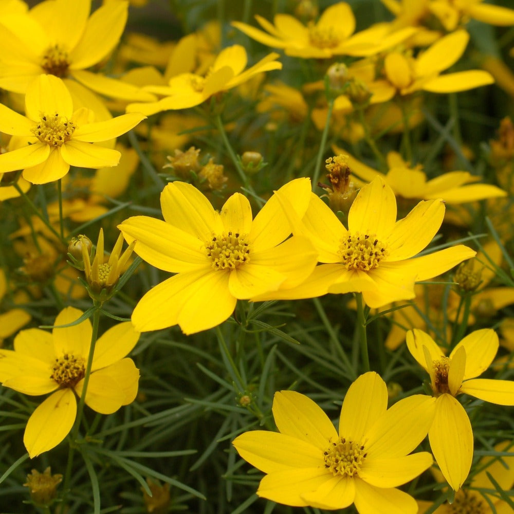 coreopsis verticillata