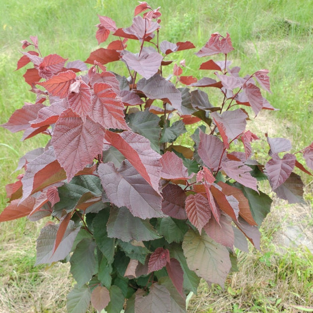 Corylus americana 'Purpleleaf Bailey Select' - Purpleleaf Bailey Selec ...