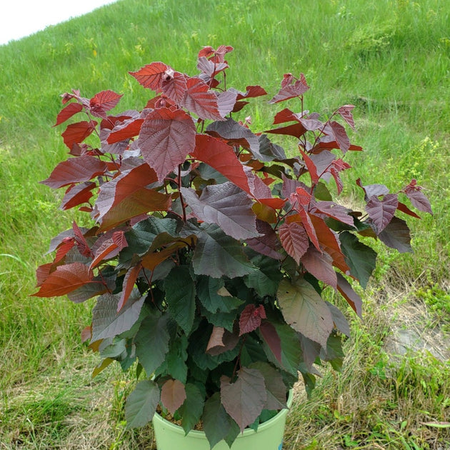 Corylus americana 'Purpleleaf Bailey Select' - Purpleleaf Bailey Selec ...