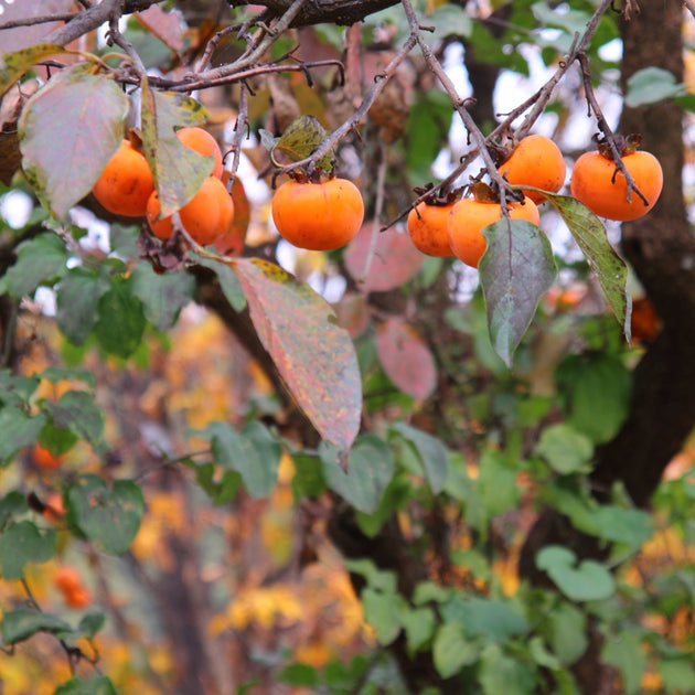 Diospyros virginiana - persimmon – American Beauties Native Plants