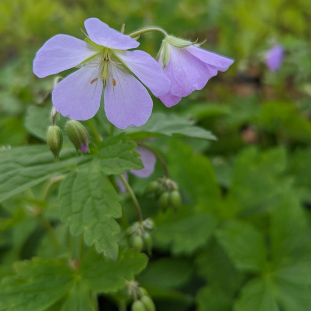 Buy Cranesbill at your local garden center! – American Beauties Native ...