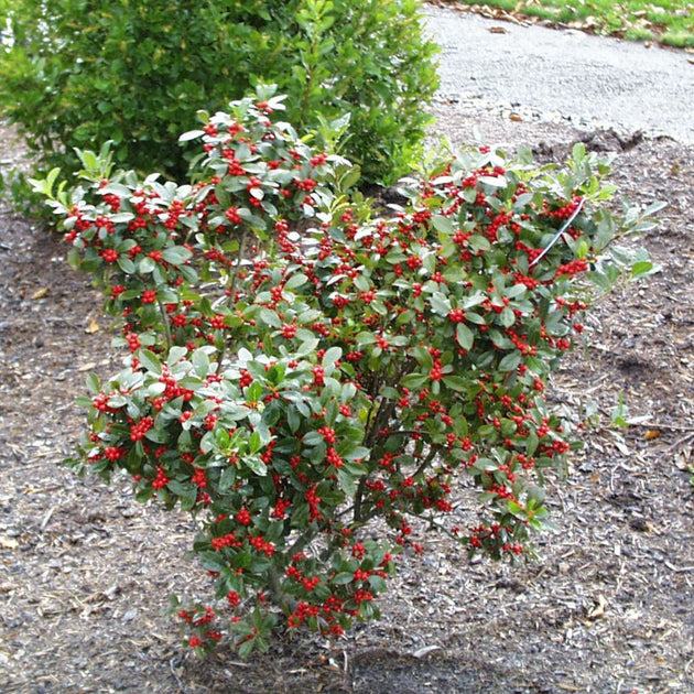 Winter Interest Native Plants – American Beauties Native Plants