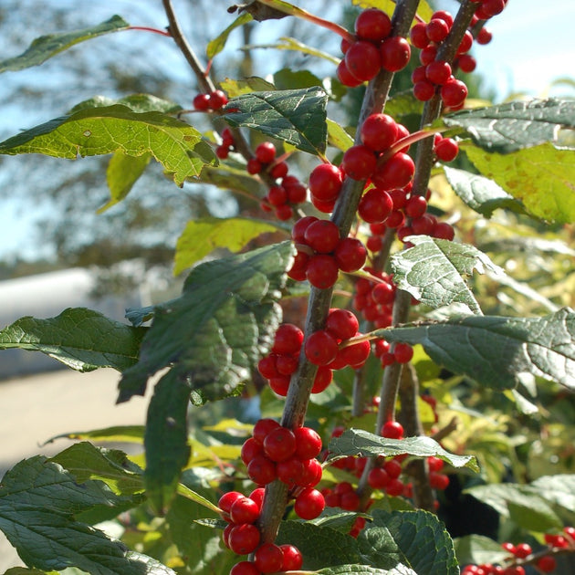 Buy Winter Red Winterberry at your local garden center! – American ...
