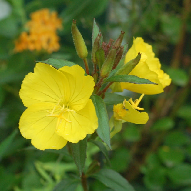 Oenothera fruticosa 'Fireworks' - Evening Primrose – American Beauties ...