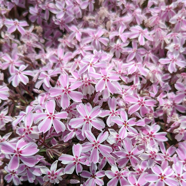 Phlox Stolonifera Pink Ridge
