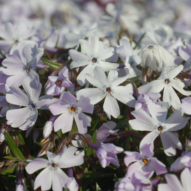 Buy Emerald Blue Moss Phlox at your local garden center! – American ...
