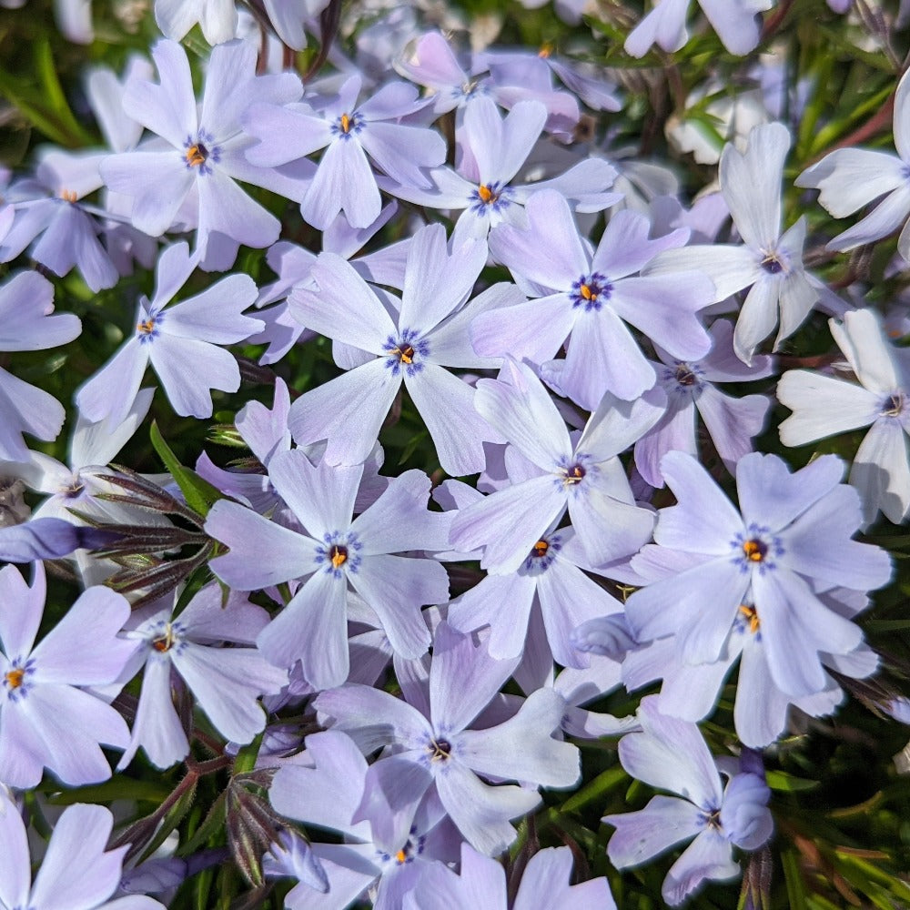 phlox subulata native range