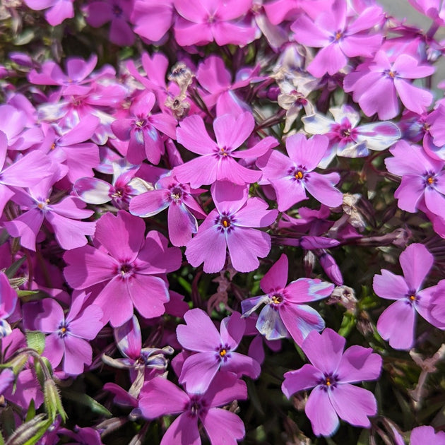 Buy Purple Moss Phlox at your local garden center! – American Beauties ...