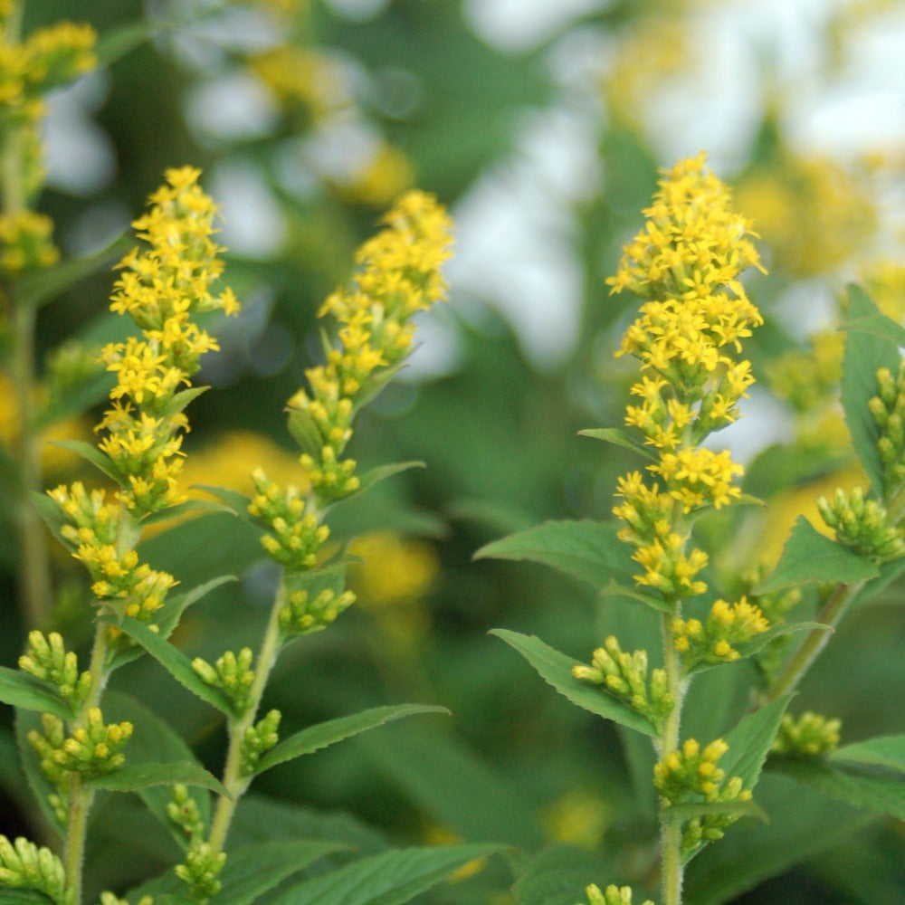 solidago rugosa native range